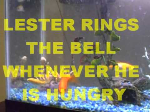 SMART GOLDFISH - YouTube