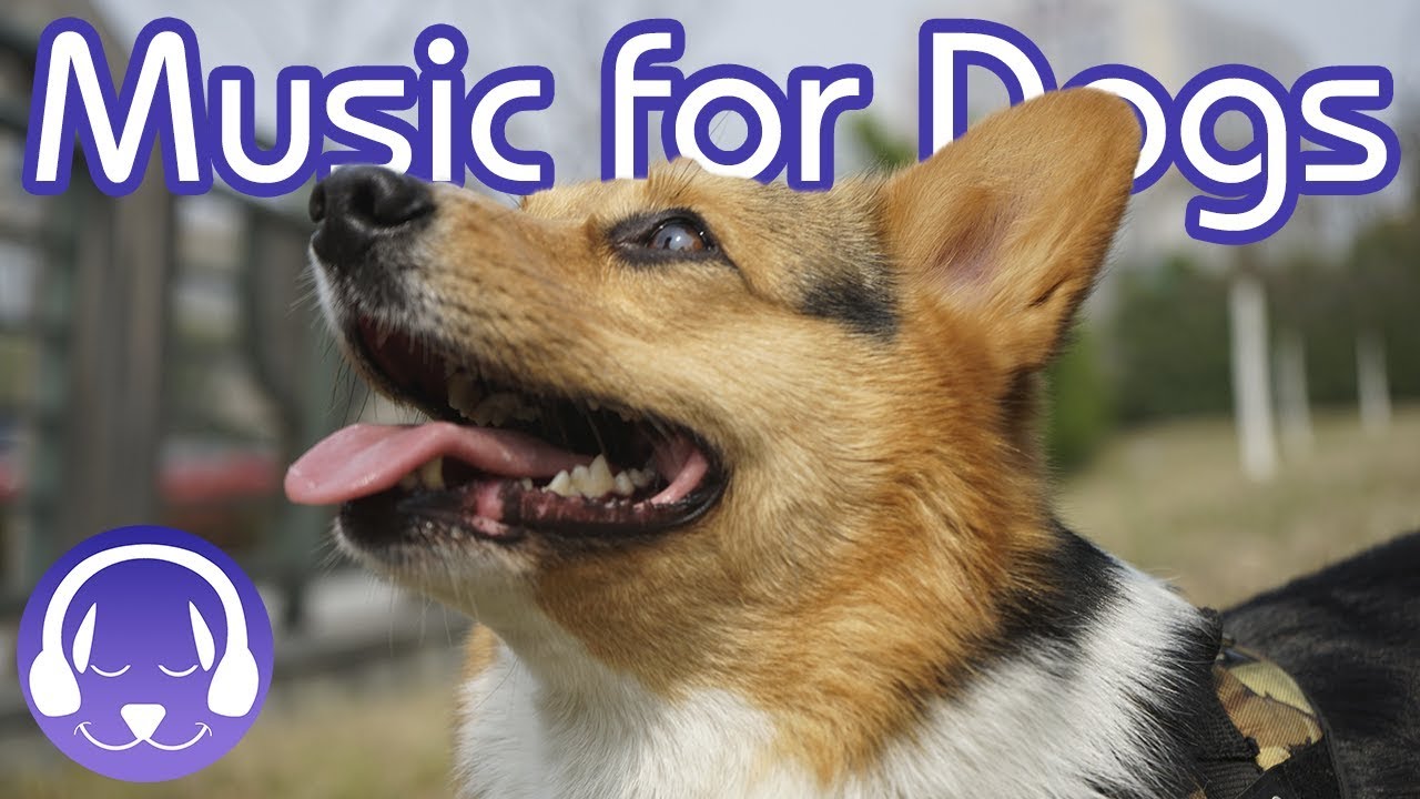 how-to-relax-your-dog-calming-music-to-help-your-dog-sleep-2019