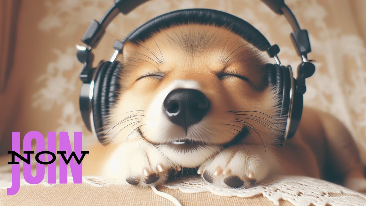 Dog Calming Music💖🐶Separation Anxiety Relief 🦮🎵 Relaxing Music For Your ...