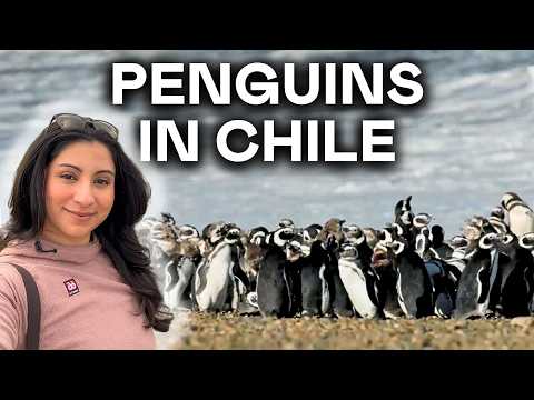 How to See Penguins in Chile Without a Tour | Chiloé Island by Car