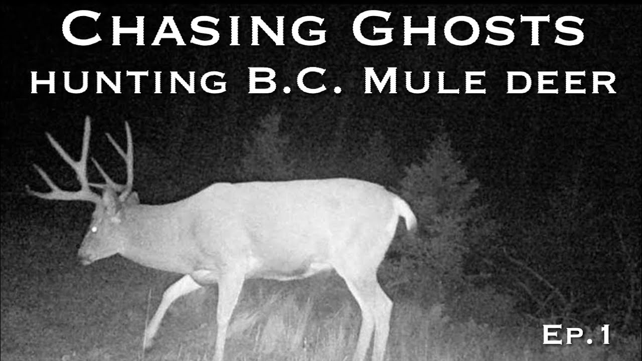 Hunting B.C. Mule deer / Chasing Ghosts ep.1 - YouTube