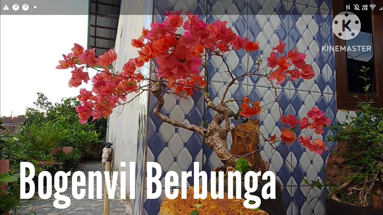 Bogenvil Berbunga - YouTube