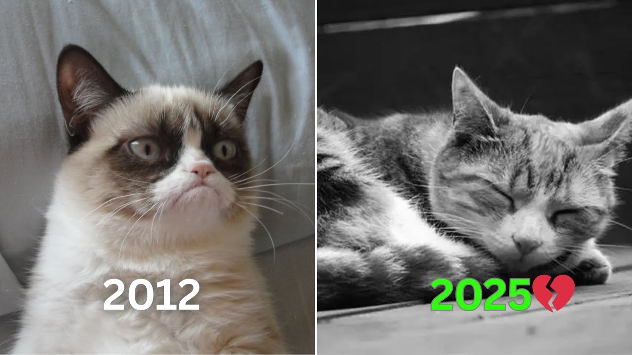 Iconic Cat Memes (Then Vs Now) 😢 Part-2 - YouTube