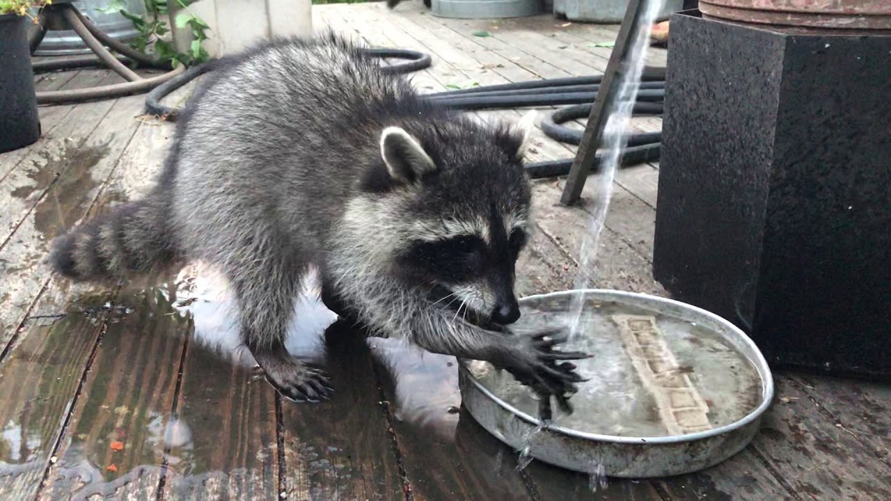 Baby Raccoons playin with the hose on 8-10-2019 - YouTube