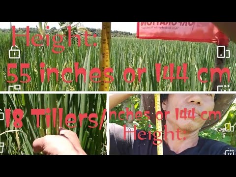 SL19H Height: 144cm Hangang Bunganga, 400-500 grains pp @ 62 DAP 40% ...