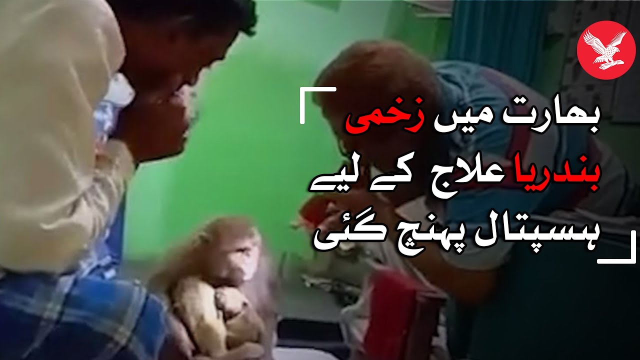 A monkey reaches clinic to treat its wounds in India - YouTube
