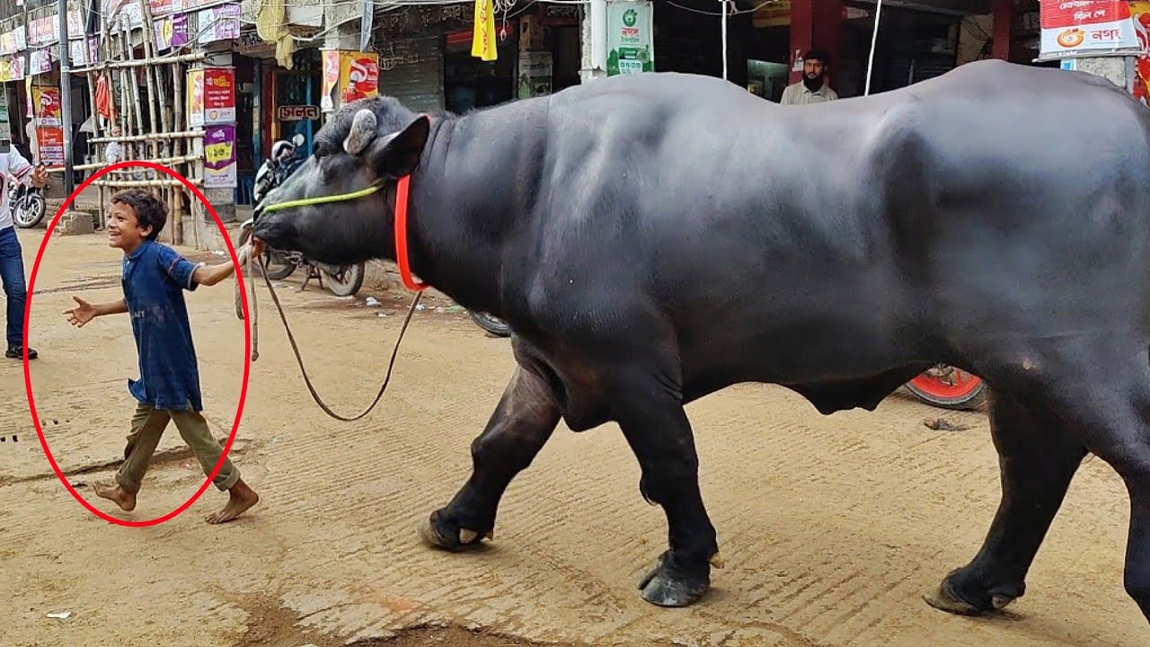 Big Buffalo in Bangladesh 2022 | gabtoli buffalo new collection 2022 ...