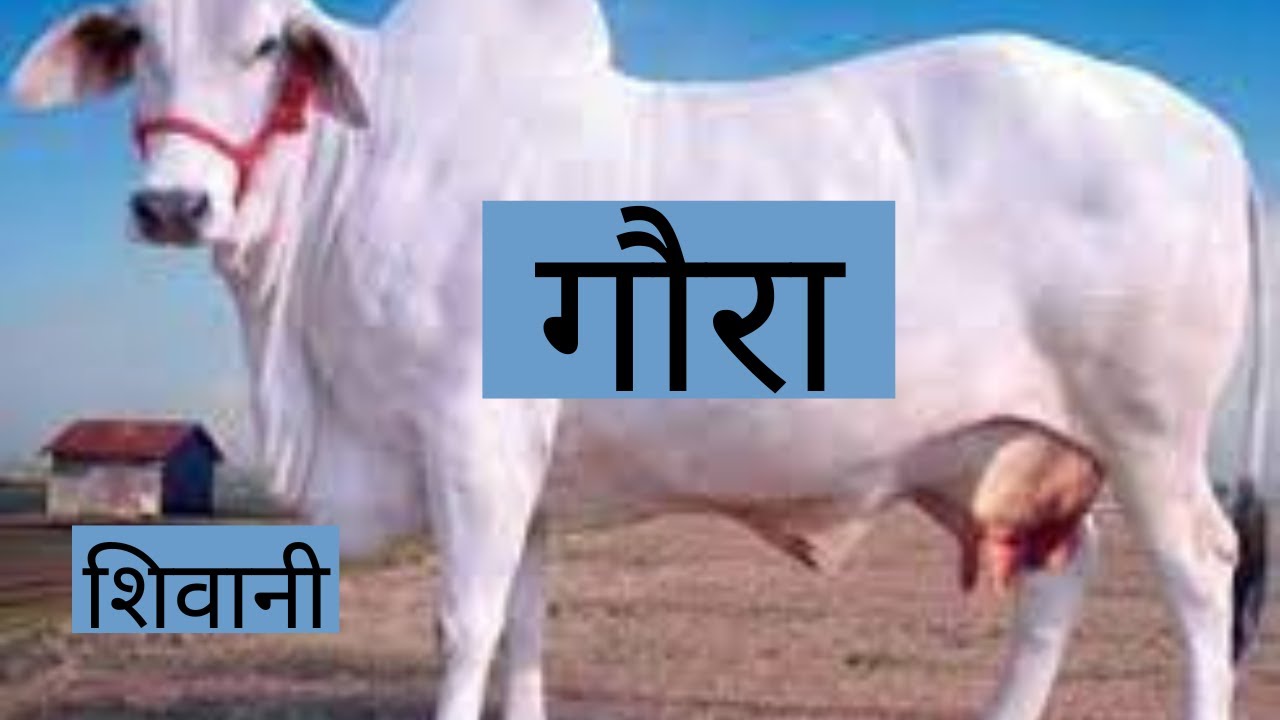 Gaura by Shivani story in Hindi I Shivani stories in Hindi I ...