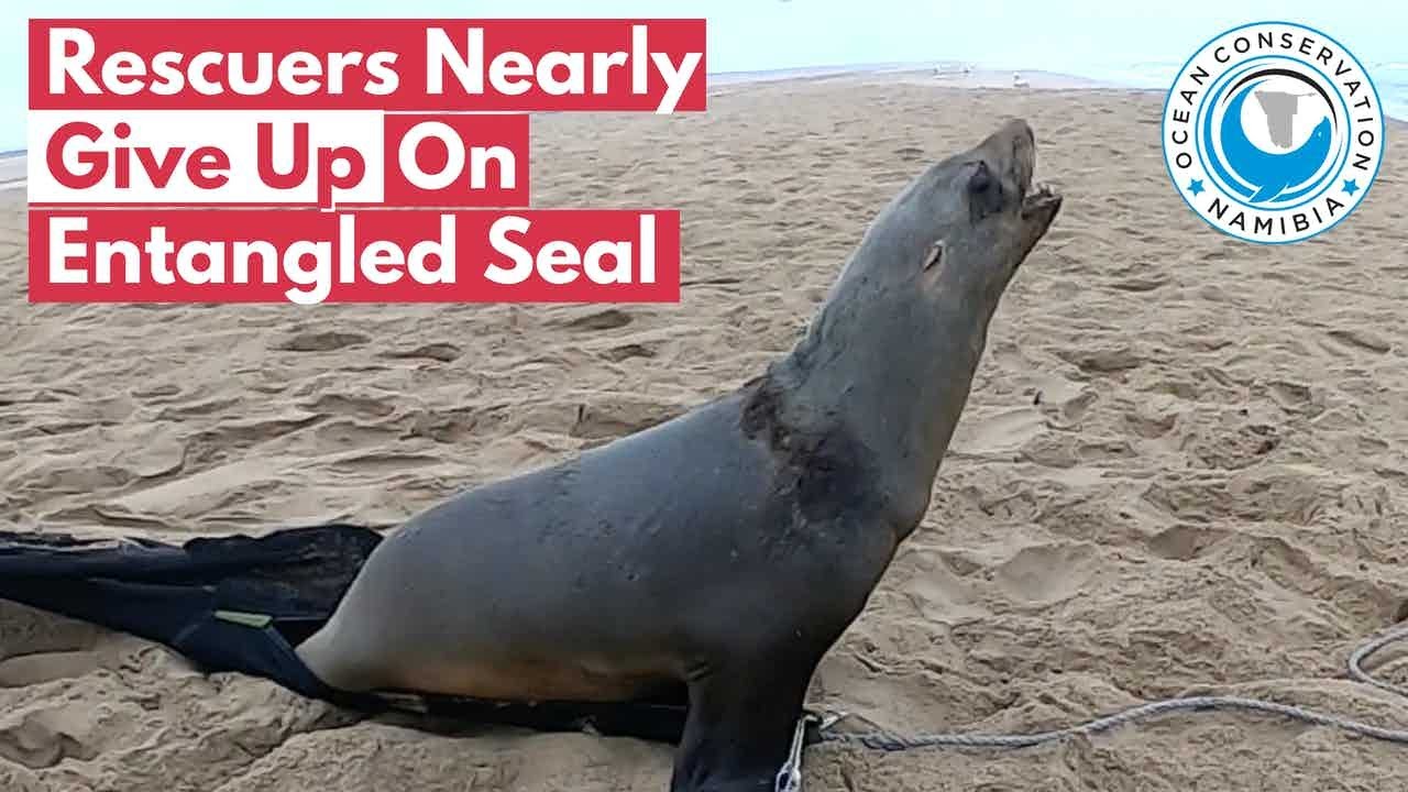 Rescuers Nearly GIVE UP On Entangled Seal - YouTube