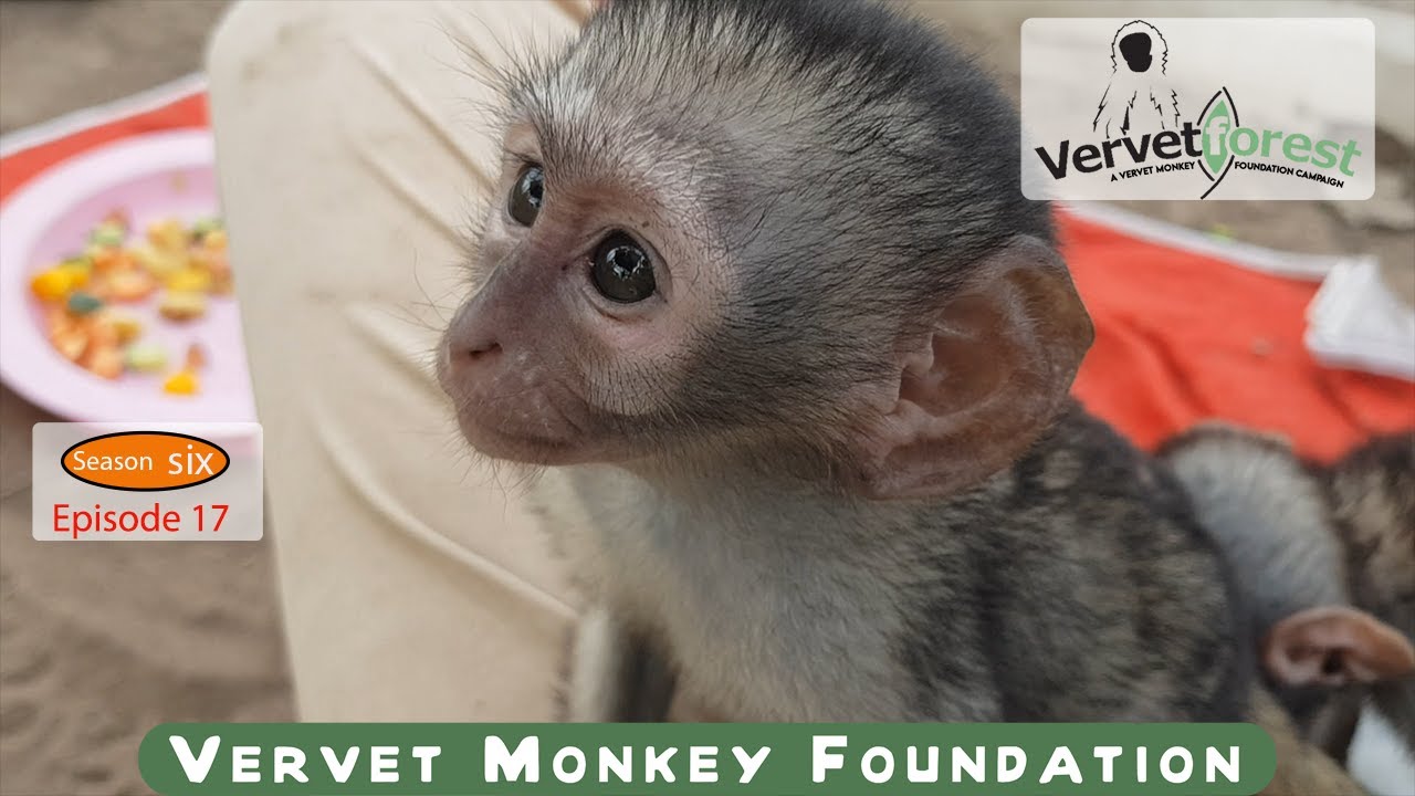 We join the orphaned baby monkeys🐒of Disneyland area and experience ...