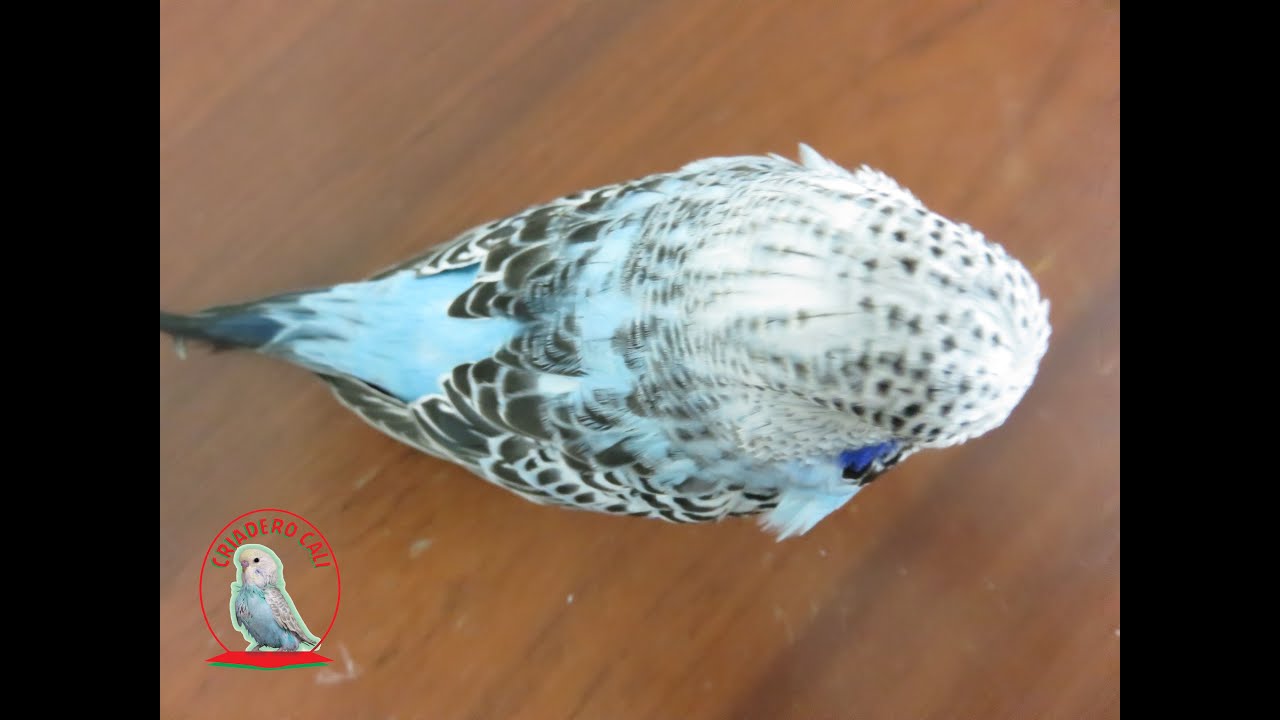 PERICO INGLES RECIEN SALIDO DEL NIDO - LIMA - PERU - YouTube