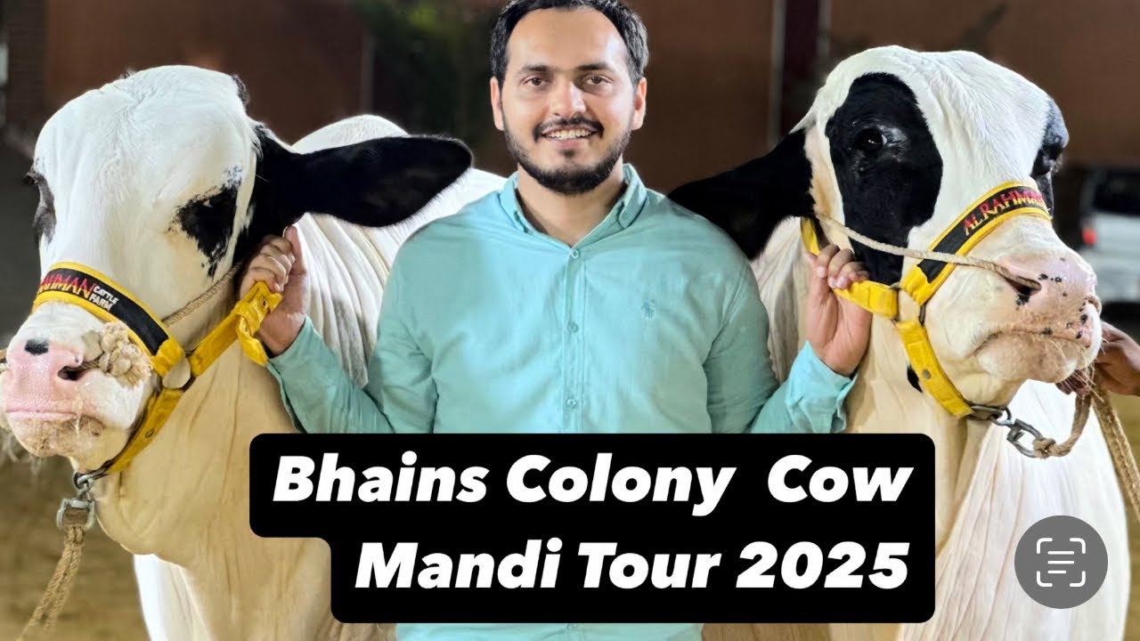 Bhains Colony Cow Mandi 2025! - YouTube