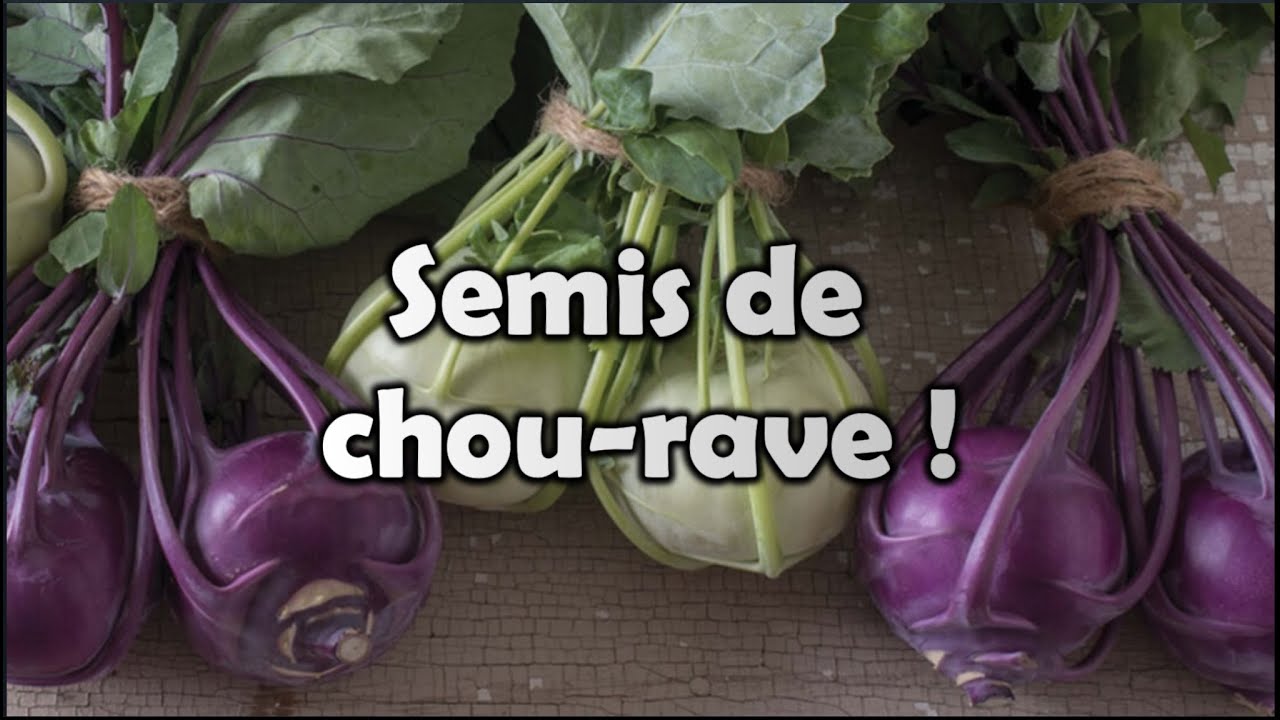 Québec | CHOU-RAVE | Mes MEILLEURS conseils pour bien réussir ses semis ...