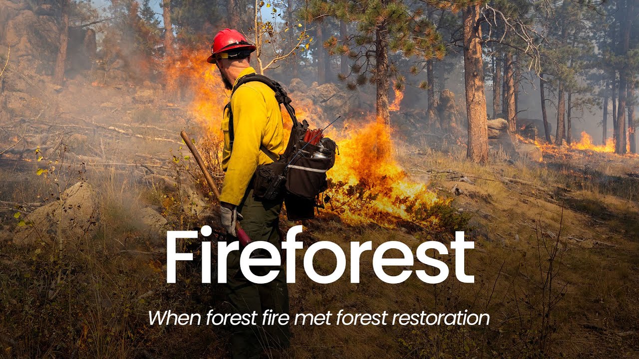 Fireforest: When Forest Fire Met Forest Restoration - YouTube