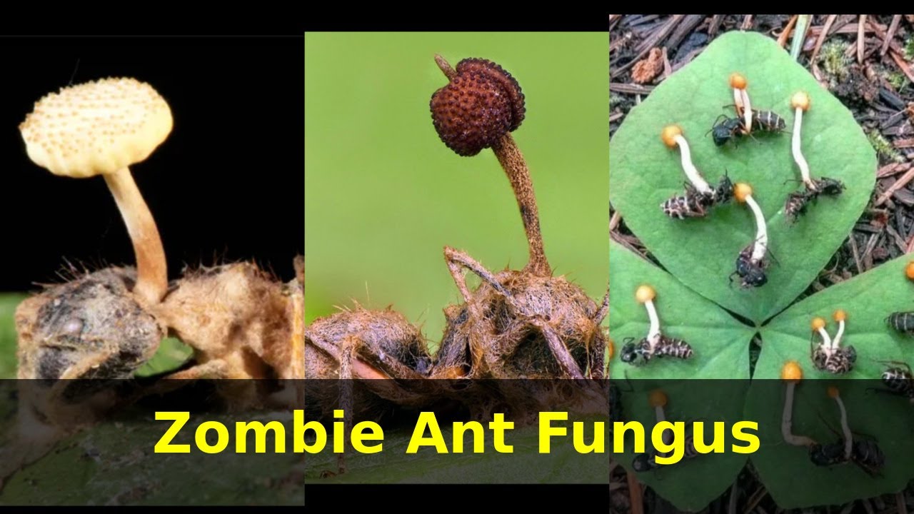 Zombie Ant Fungus | Unreal extraordinary animals| Ants being mind ...