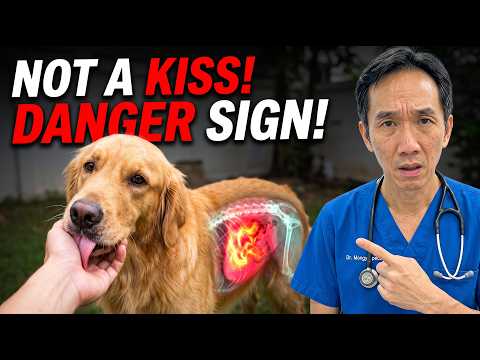 If Your Dog Licks You Like THIS, They Are Begging For Help! (Don't Ignore it)