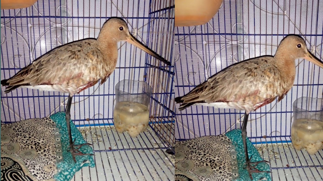 Hum ne Ek Jungali Murga Pkra Zakhmi halat mein #Mini_ Zoo #beautiful ...