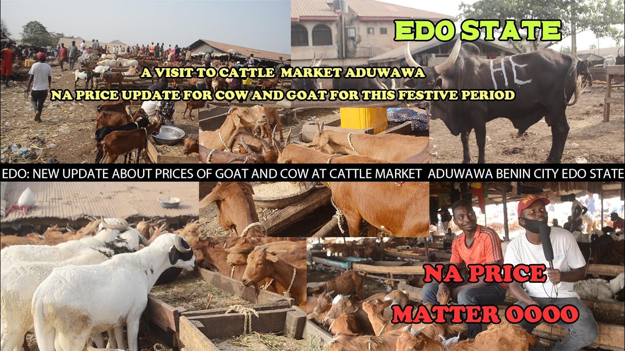 EDO: RECENT UPDATE ON PRICES OF COW AND GOAT AT ADUWAWA CATTLE MARKET # ...