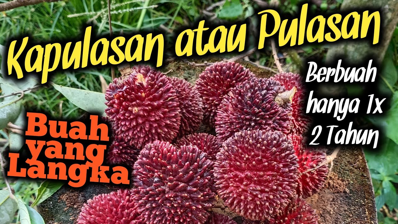 Kapulasan / Pulasan..Buah yang Sudah langka (Rambutan Hutan) - YouTube
