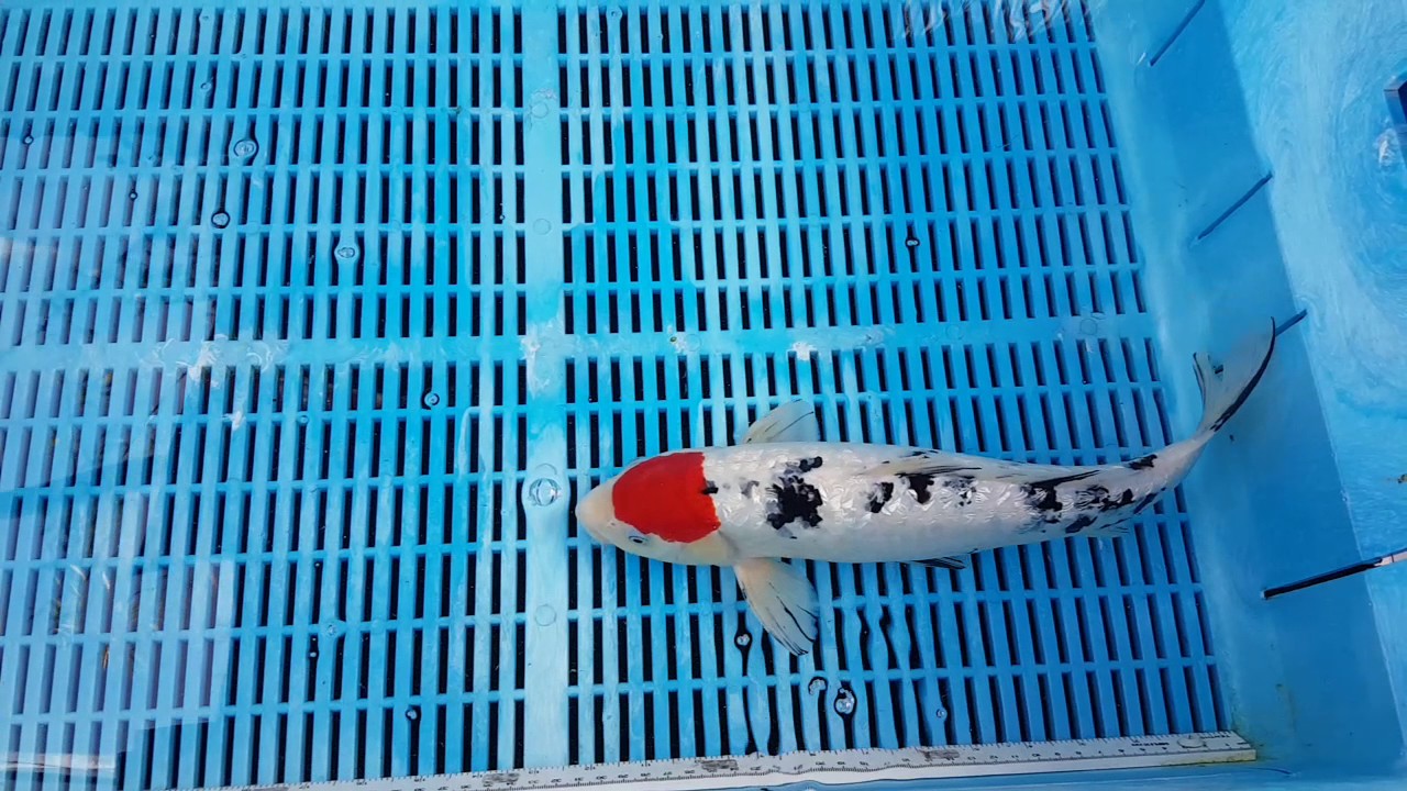 15" Tancho Snake Koi Carp fish for sale @ love aquatics - YouTube