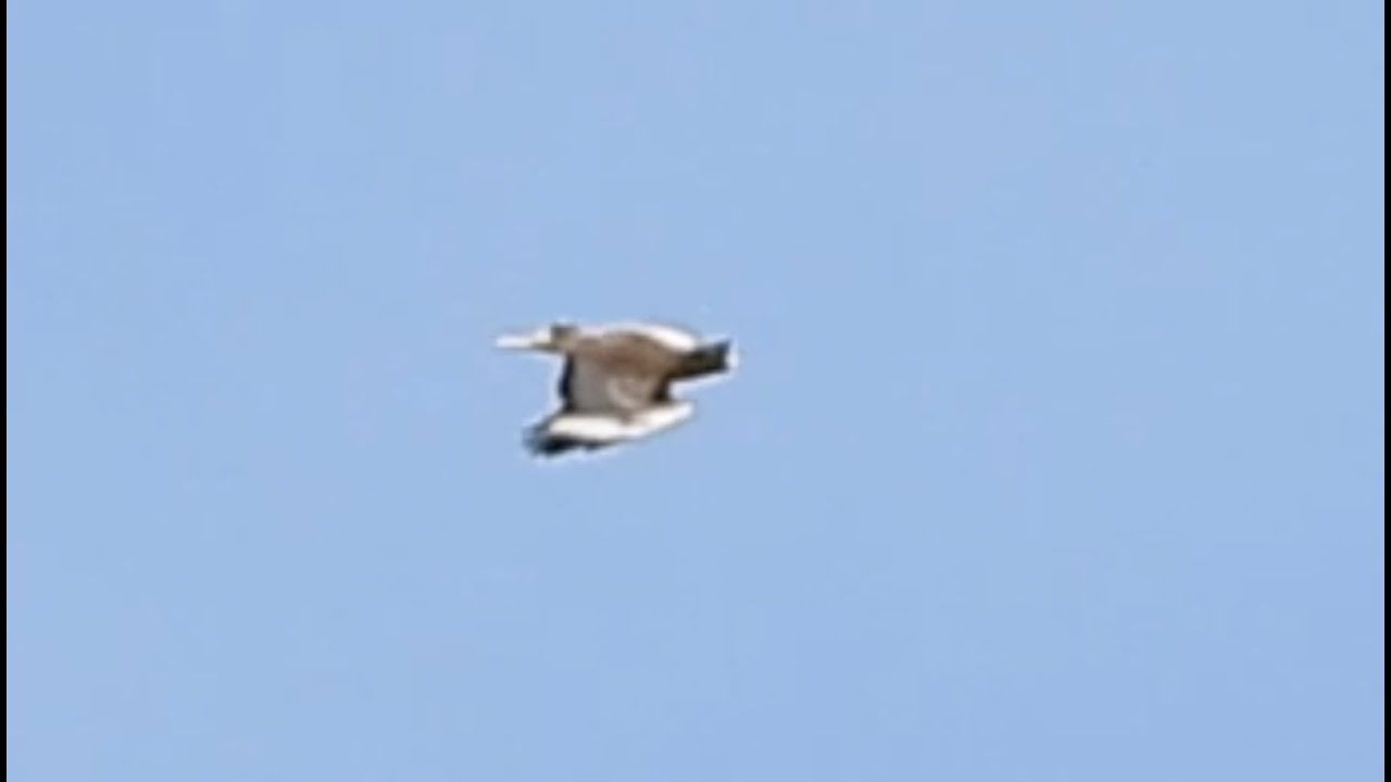 A hawk and a raven practise roll to upside down, for defense against ...