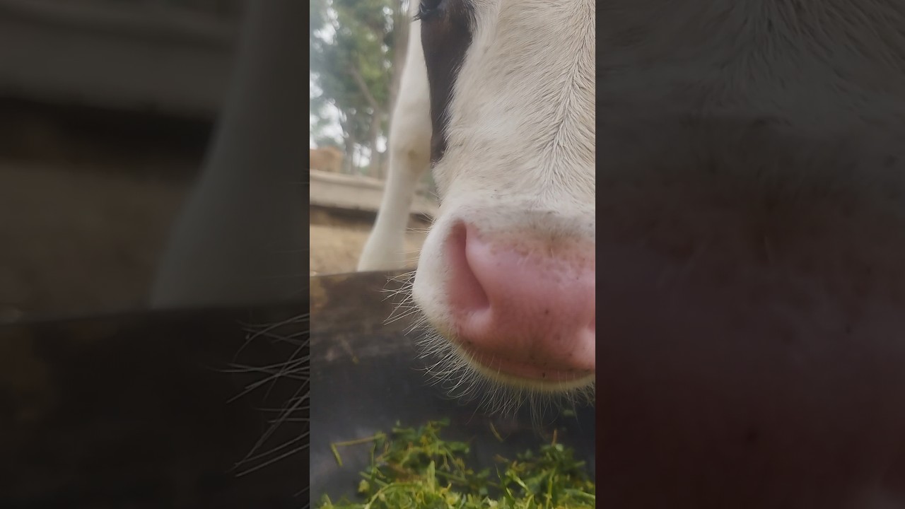 Cow ka bacha ghass kha Raha ha #cowbaby #cow #shortvideo #animalsounds ...