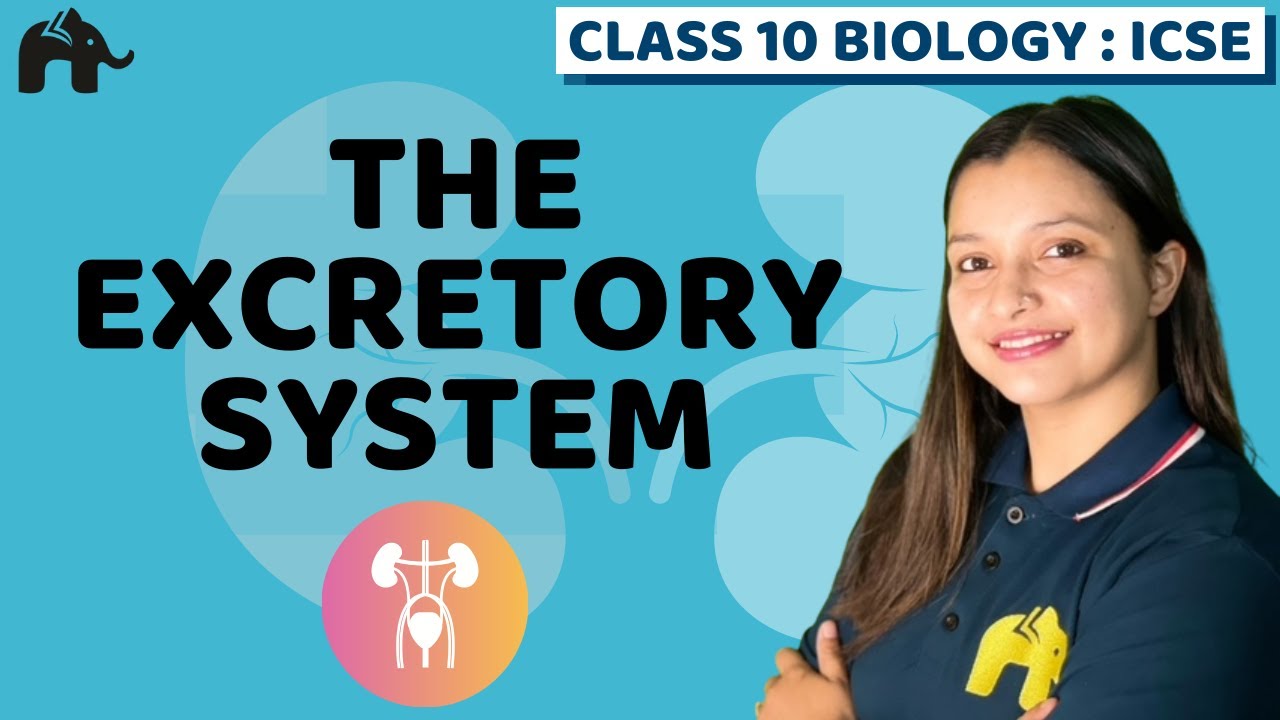 The Excretory System | Chapter 9 Class 10 ICSE Biology Selina | Kidney ...