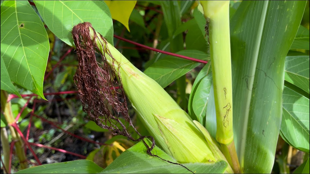 Dari Mulai Menanam Hingga Memanen Jagung ( CORN) || Menikmati Jagung ...