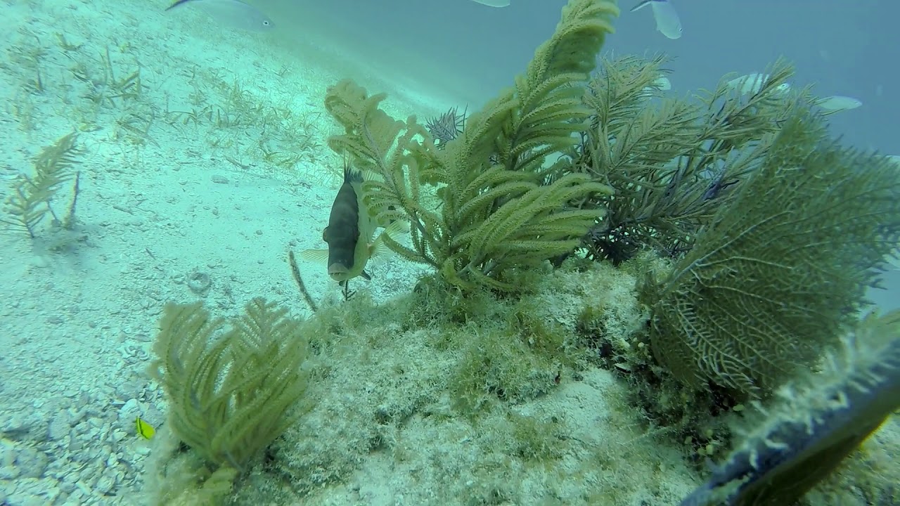 Three Sister's Reef, Key Largo, Florida, USA - YouTube