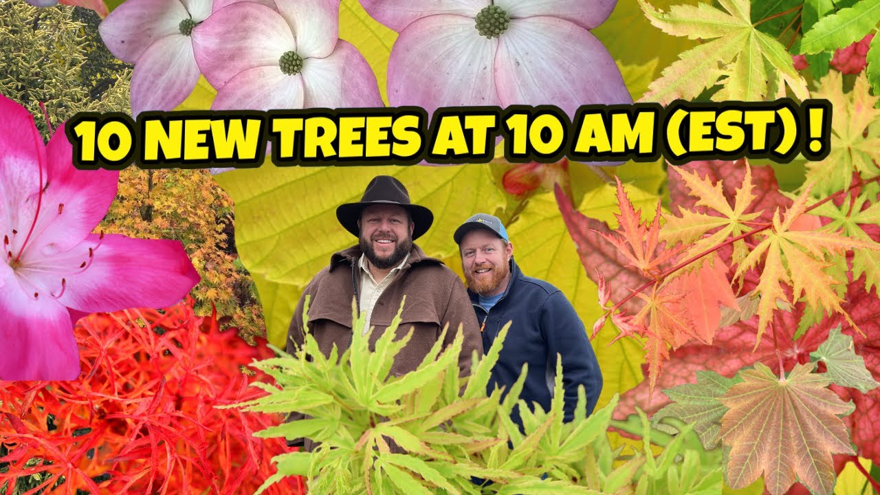 Mighty 10@10 for May 21st 2024~ 10 New Trees @ 10am EST on MrMaple.com ...