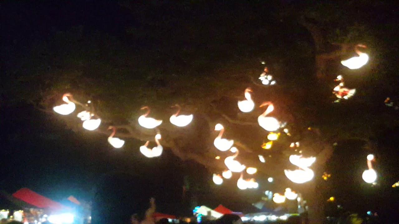 Beautiful Swan Lanterns at Auckland Lantern Festival 2018 - YouTube