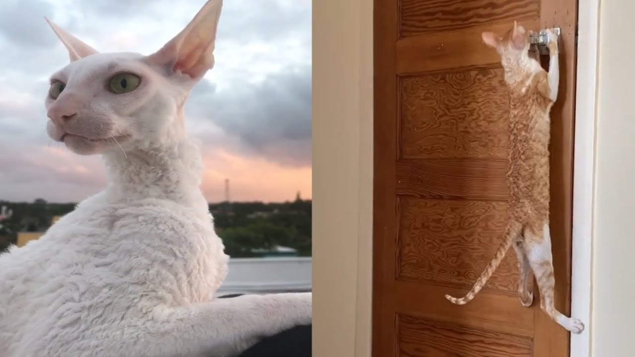 CUTE CORNISH REX CAT MOMENTS - YouTube
