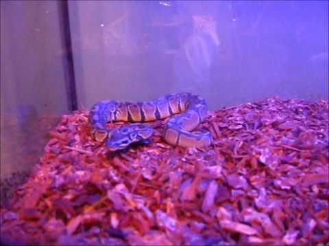 ball python constricting mouse - YouTube