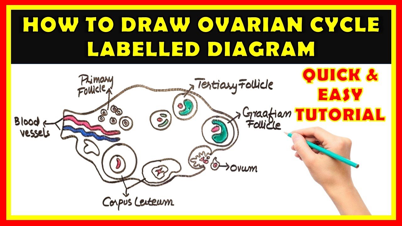 Drawing Ovarian Cycle Made EASY | Step by Step Guide For Beginners ...