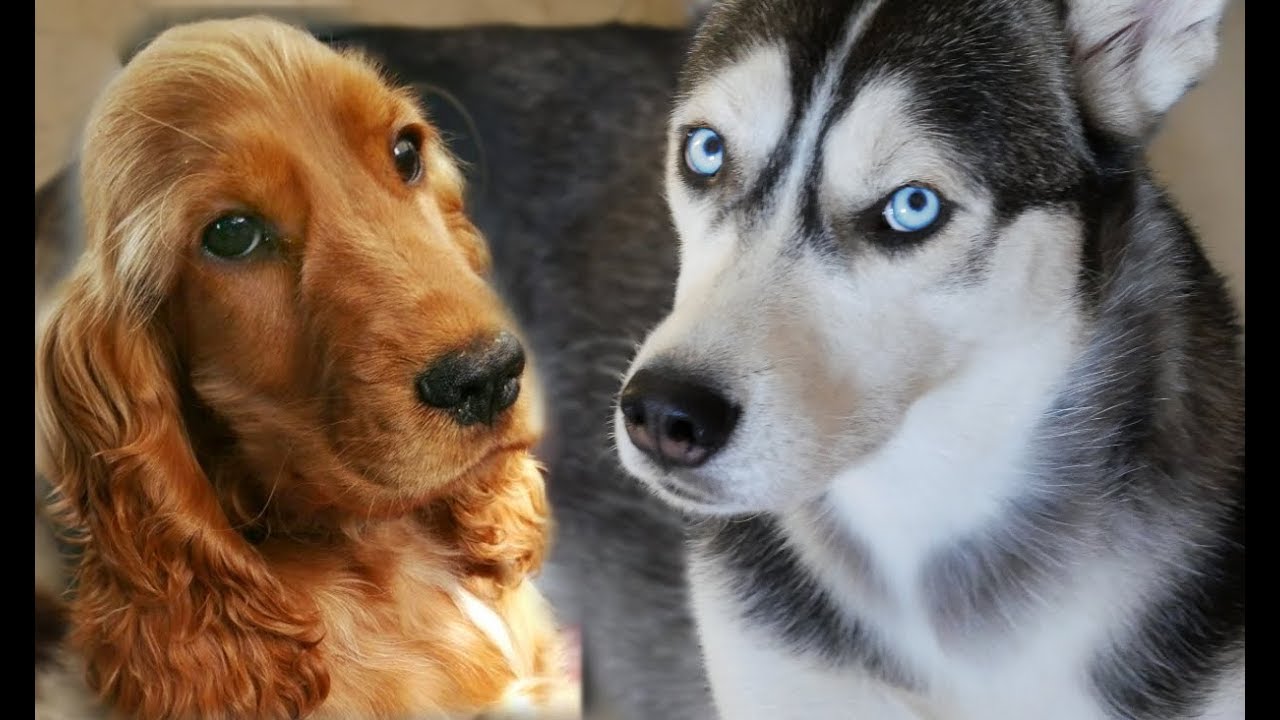 Siberian Cocker Two Happy Dogs Run In A Field Siberian H... | Stock