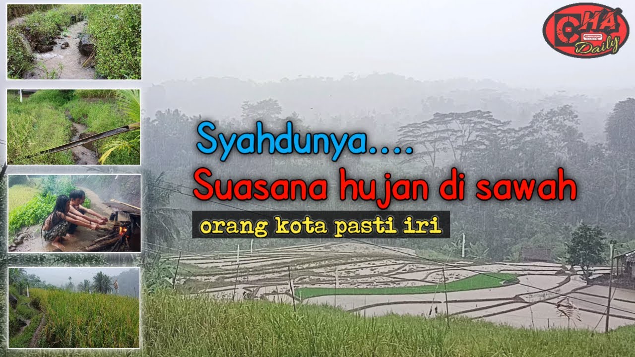 Suasana Hujan di Sawah - YouTube