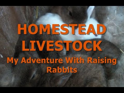 HOMESTEAD LIVESTOCK - My Adventures With Rabbits - YouTube