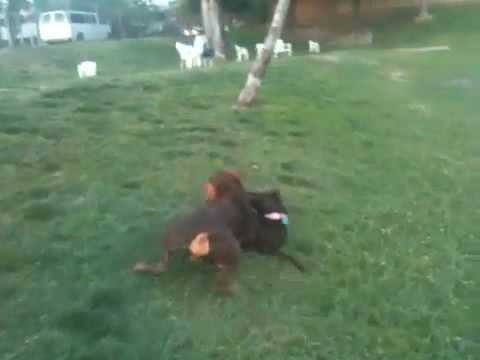 Doberman fights to the death - YouTube