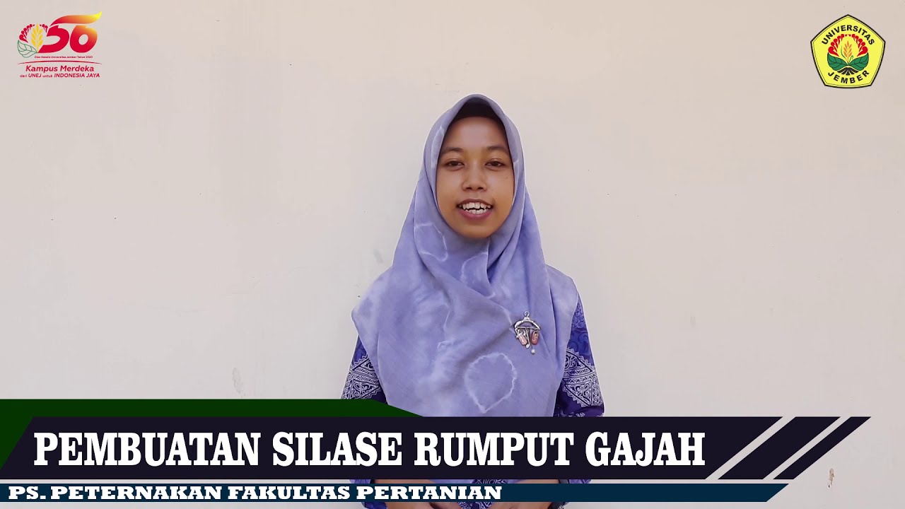 Video Tutorial Pembuatan Silase Rumput Gajah - YouTube