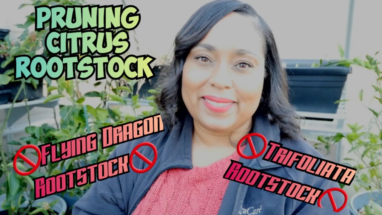 Citrus Rootstock Pruning / Flying Dragon Rootstock / Trifoliata ...