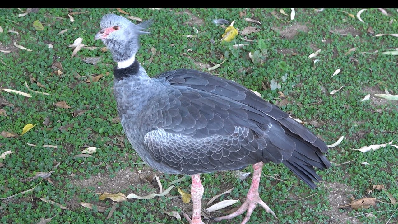 Southern Screamer - YouTube