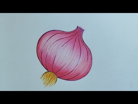 How to draw onion step by step//onion drawing and colouring - YouTube