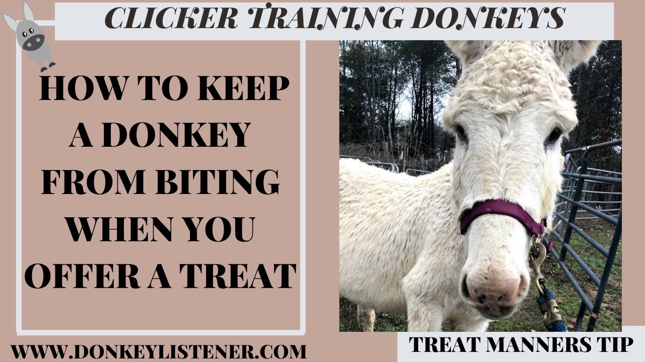 Biting Donkey! How to Stop a Donkey from biting when you give a treat ...