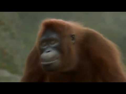 Dans eden maymun cok gulmeli karniniz agriyicaq