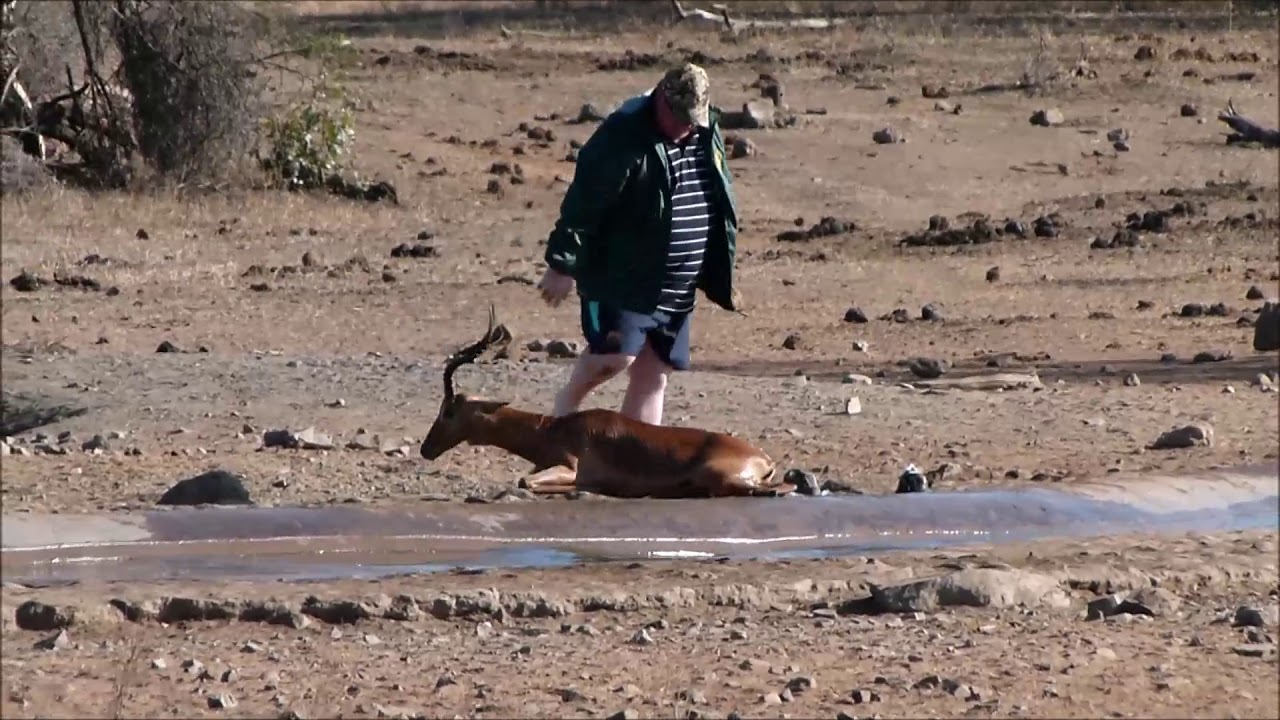Man Saves a Life!-Impala rescue! - YouTube