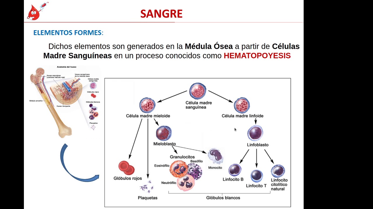 FQB: Teórica 7 (Fluidos Biológicos) - Primera Parte - YouTube