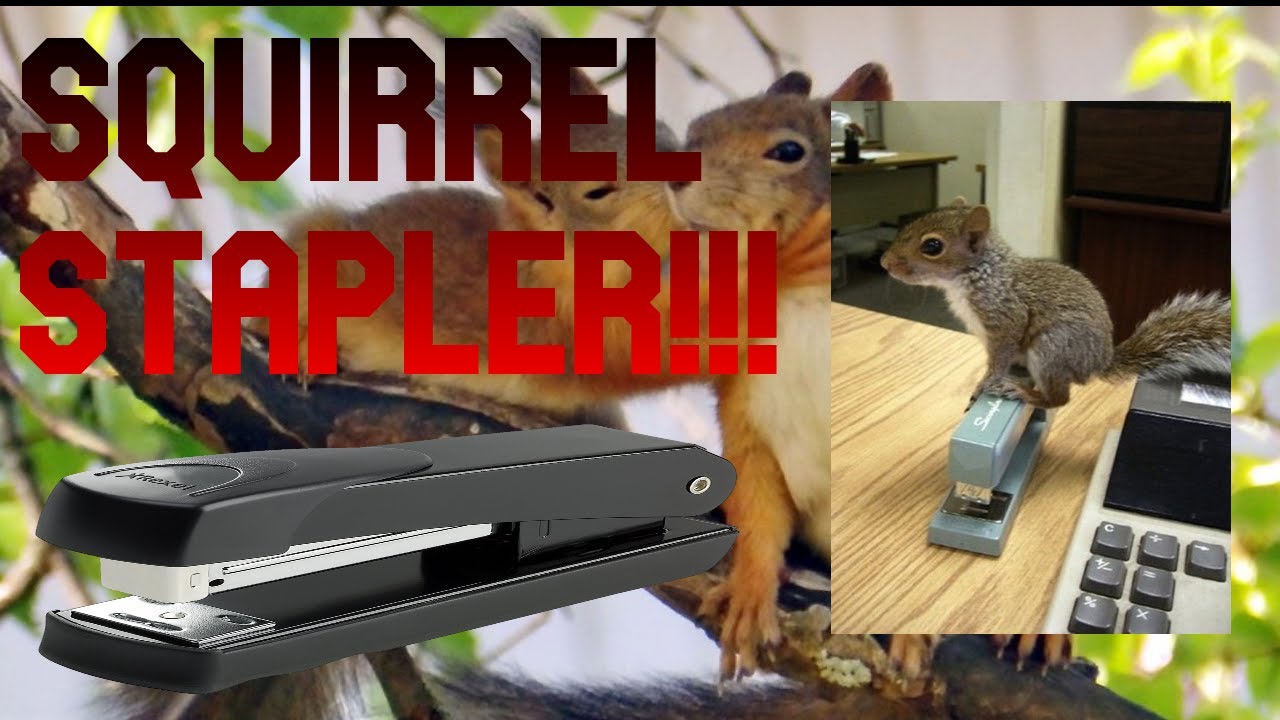 STAPLING 500 SQUIRRELS AND MEETING GOD - YouTube