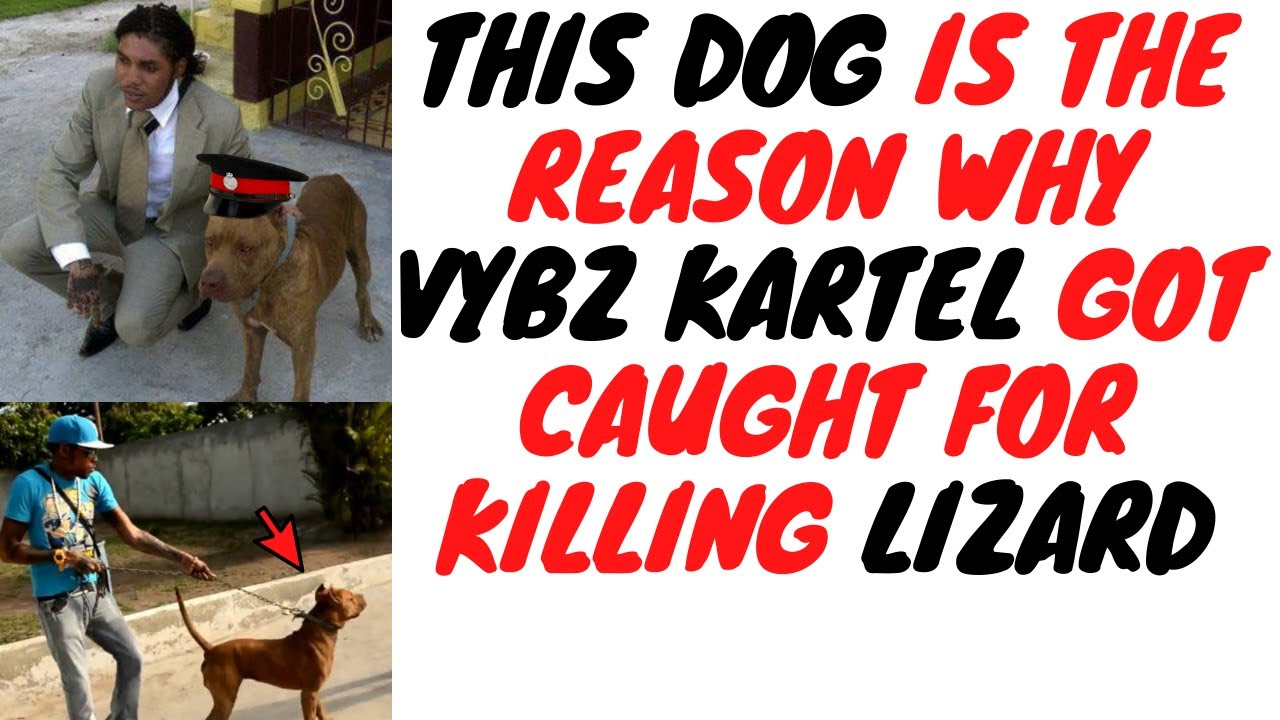 This Is How Vybz Kartel's Dog Helped To Sink Him After The 'Lizard ...