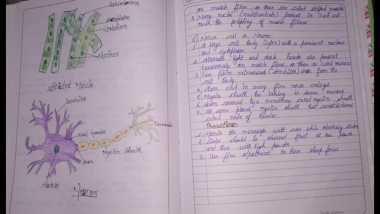 Solved pratical notebook of biology/class 9 cbse - YouTube