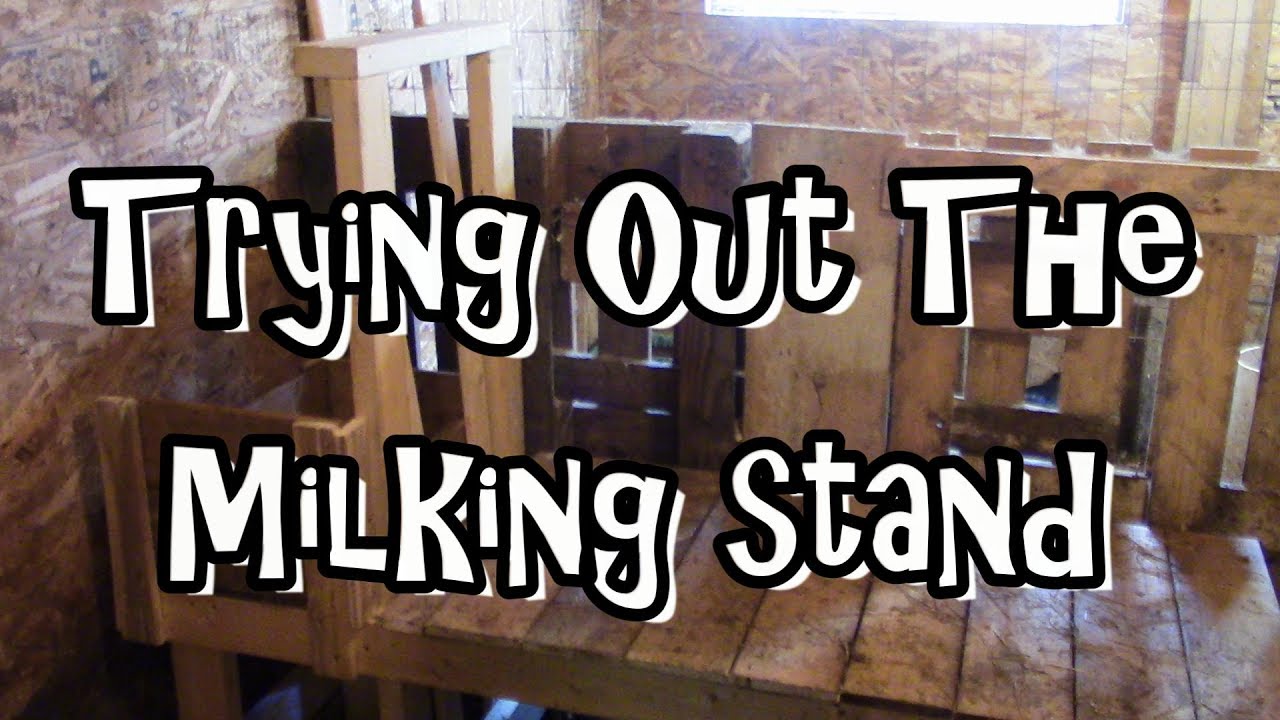 Trying Out The New Milk Stand - YouTube